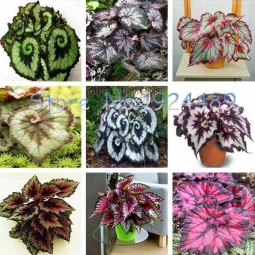 Unique 9 Colors Begonia Flower Seeds 50PCS Seeds MIX. 4482 - Etsy