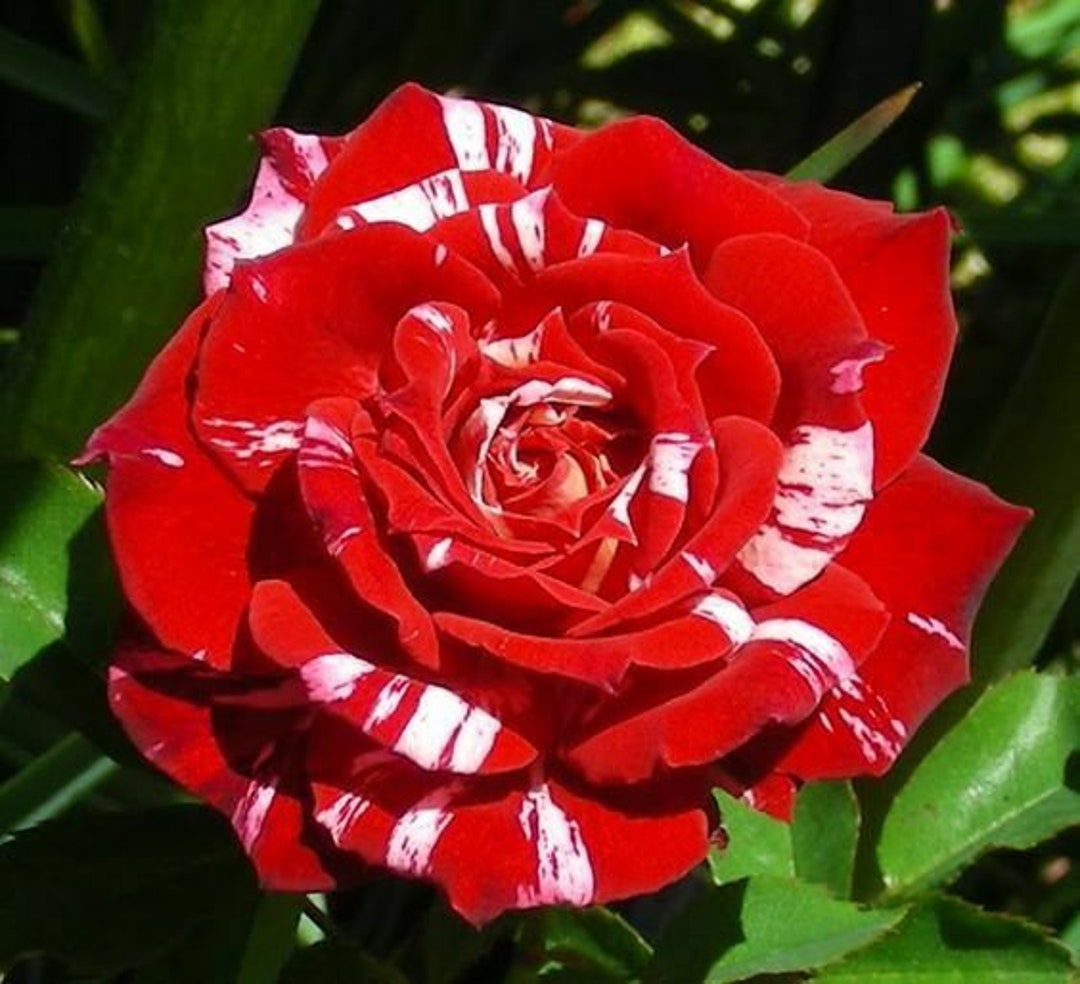 50 Bright Red White Rose Seeds Flower Bush Perennial Bloom Shrub ...