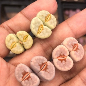 RARE Lithops Mix Succulent Cactus EXOTIC Living Stones Desert Rock Seed ...