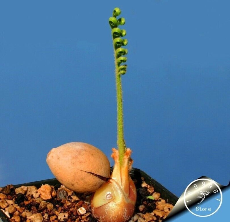 50pcs/lot Best Rare Cactus Flower Seeds Giant Shape Heat - Etsy