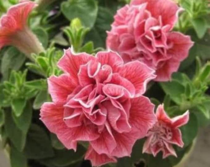 GERANIUM COLORAMA F2 MIX 10 Seeds Pelargonium Zonale Early Flowering ...