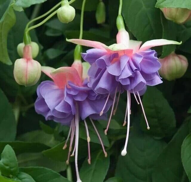 50pcs/bag Fuchsia Seeds Potted Flowers Seedsbonsai Seeds. - Etsy