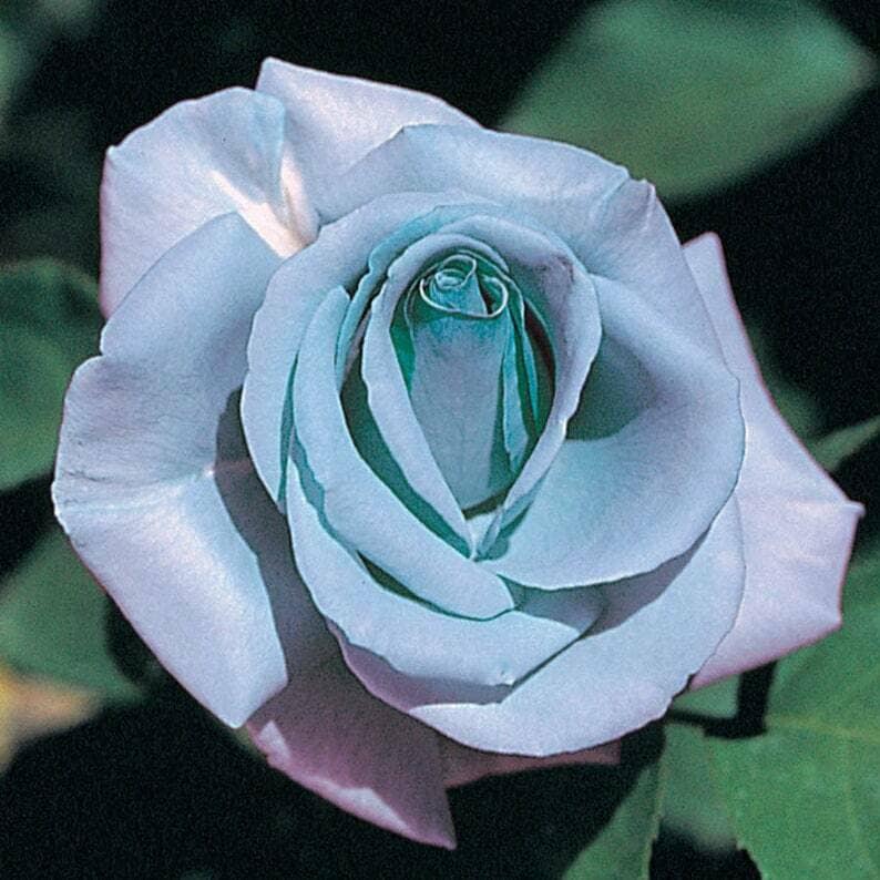 50 Blue Rose Seeds Flower Bush Perennial Shrub Flowers Seed - Etsy