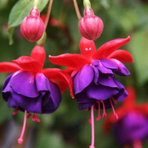 Us-50pcs/bag Mix Fuchsia Seeds Potted Flowers Seedsbonsai - Etsy