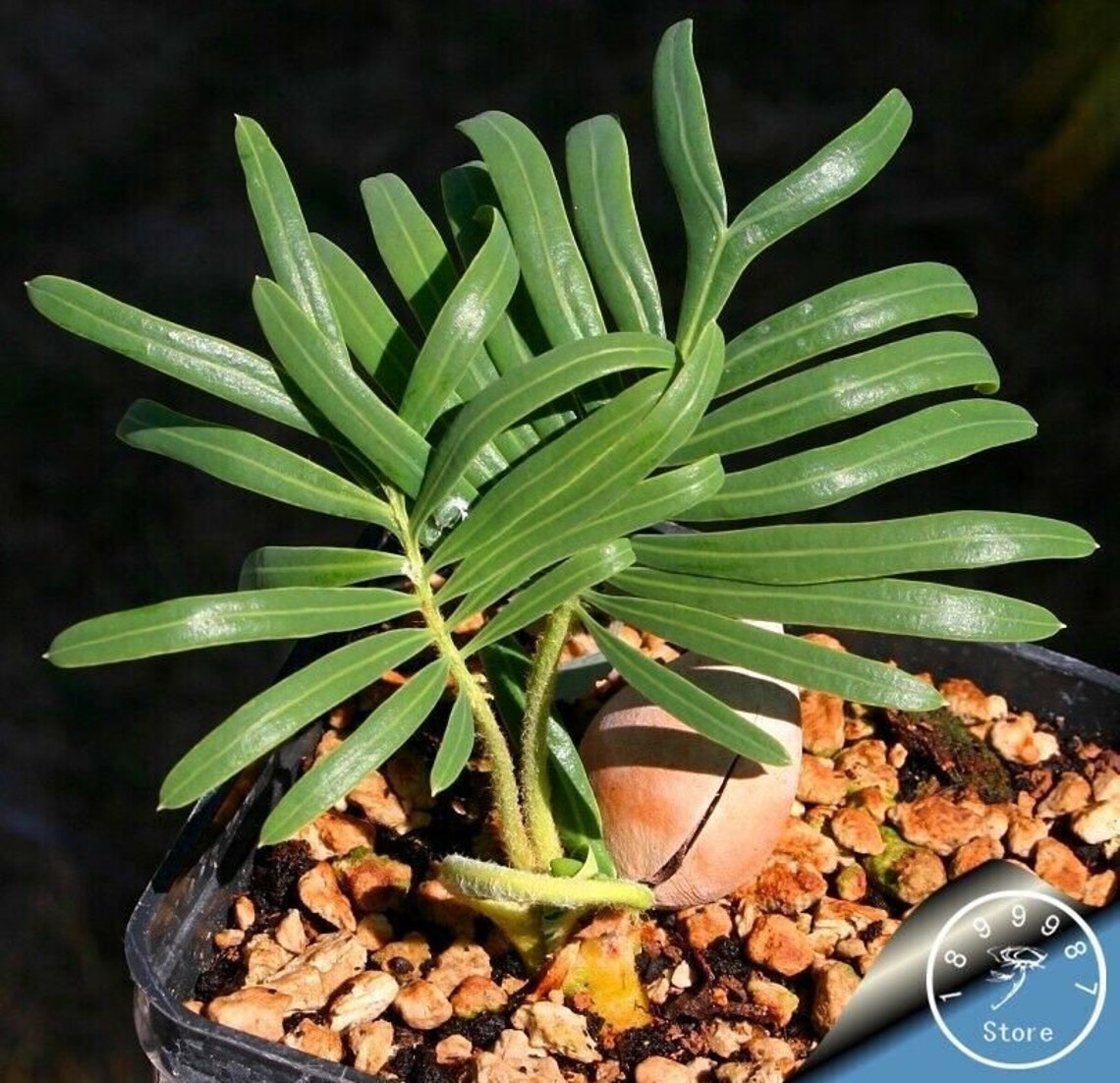 50pcs/lot Best Rare Cactus Flower Seeds Giant Shape Heat - Etsy