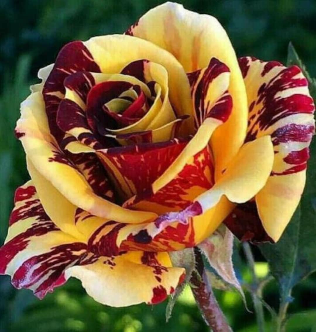 10 Yellow Red Rose Seeds Flower Bush Perennial Bloom Shrub Flowering ...
