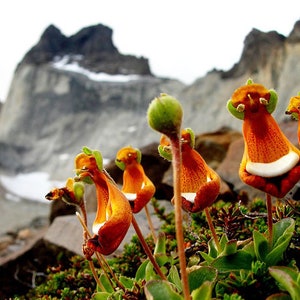50pcs Happy Alien (calceolaria Uniflora) Flower Seeds (no Tracking#) - Etsy