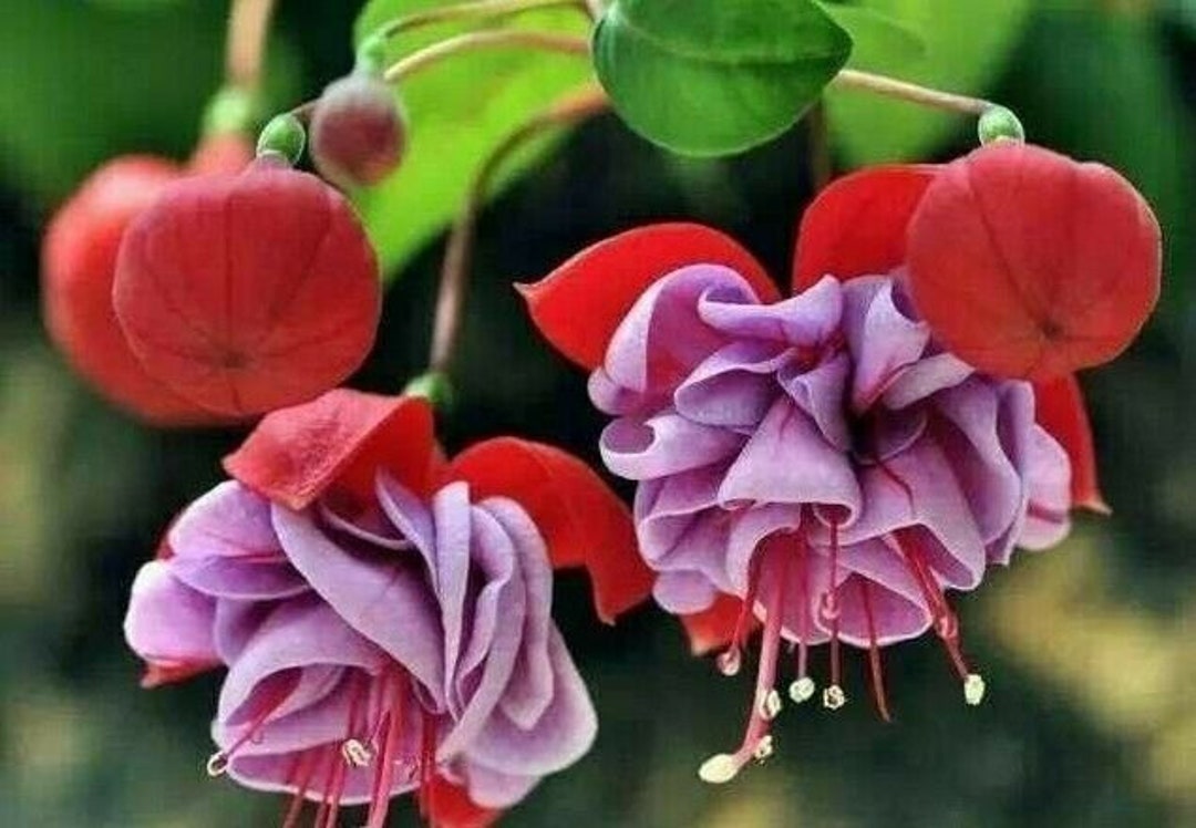 50pcs/bag Fuchsia Seeds Potted Flowers Seeds,bonsai Seeds. (#1226) - Etsy