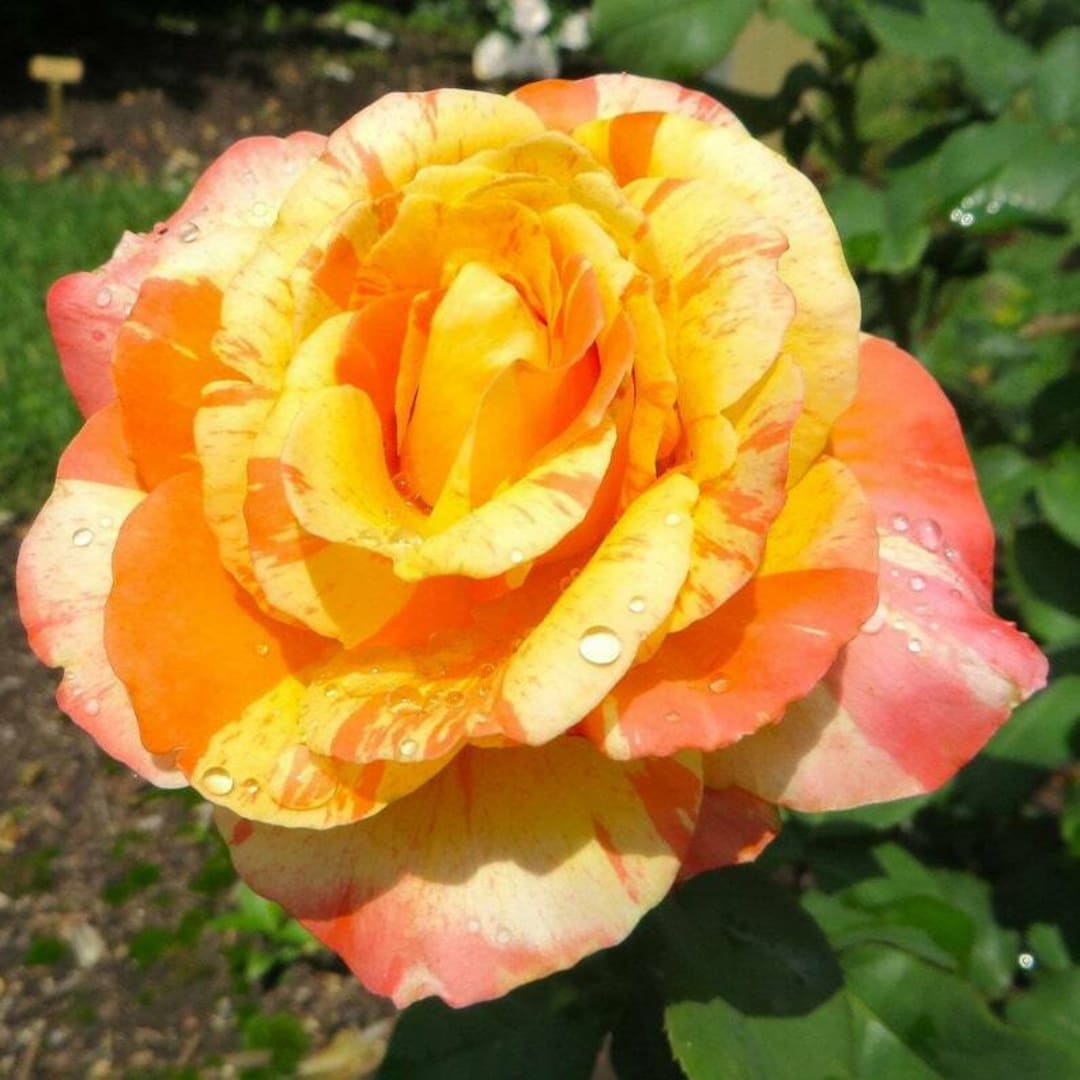 50 Orange Yellow Spotted Rose Seeds Flower Bush Perennial Shrub Flowers ...