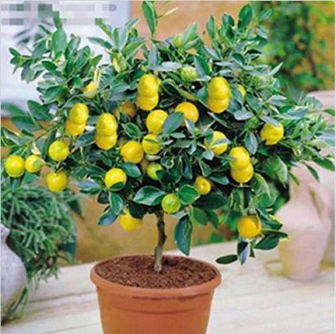 20pcs Seeds Rare Lemon Tree Indoor Outdoor Available Heirloom Fruit ...