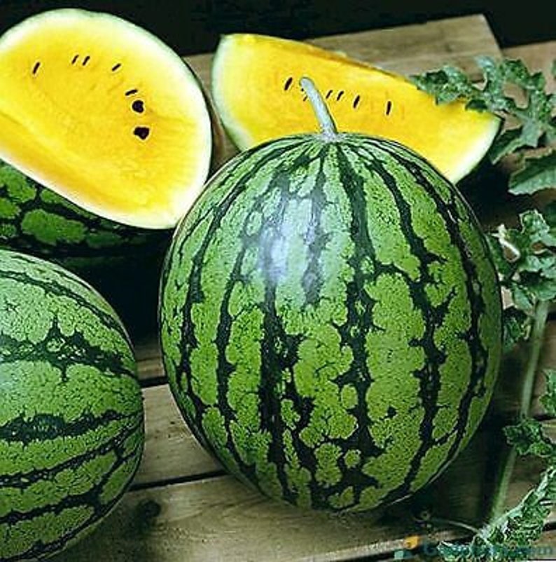 20PCS Seeds Watermelon Yellow Janusik Vegatable Fruit Rare - Etsy