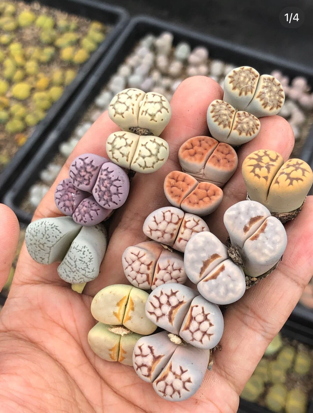 RARE Lithops Mix Succulent Cactus EXOTIC Living Stones Desert Rock Seed ...