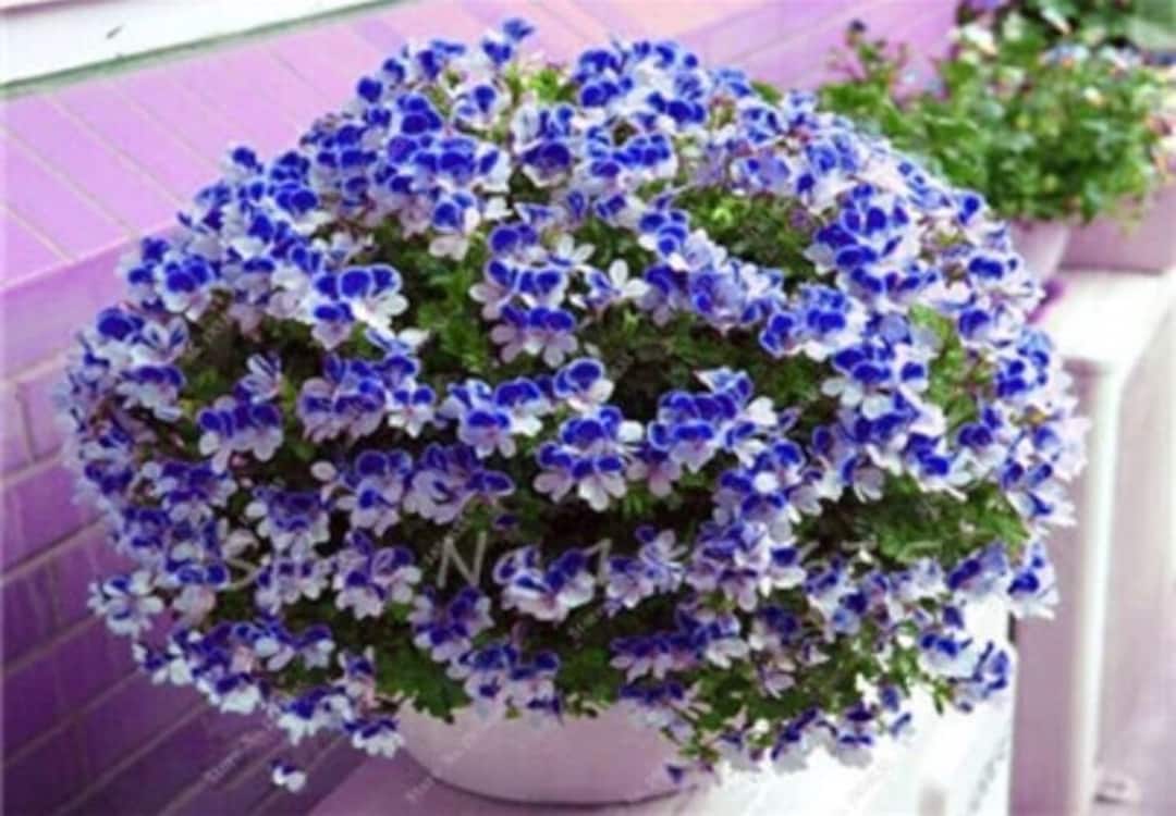 Us-seller 50 PCS Univalve Geranium Seeds for Mini Indoor Bonsai Home ...