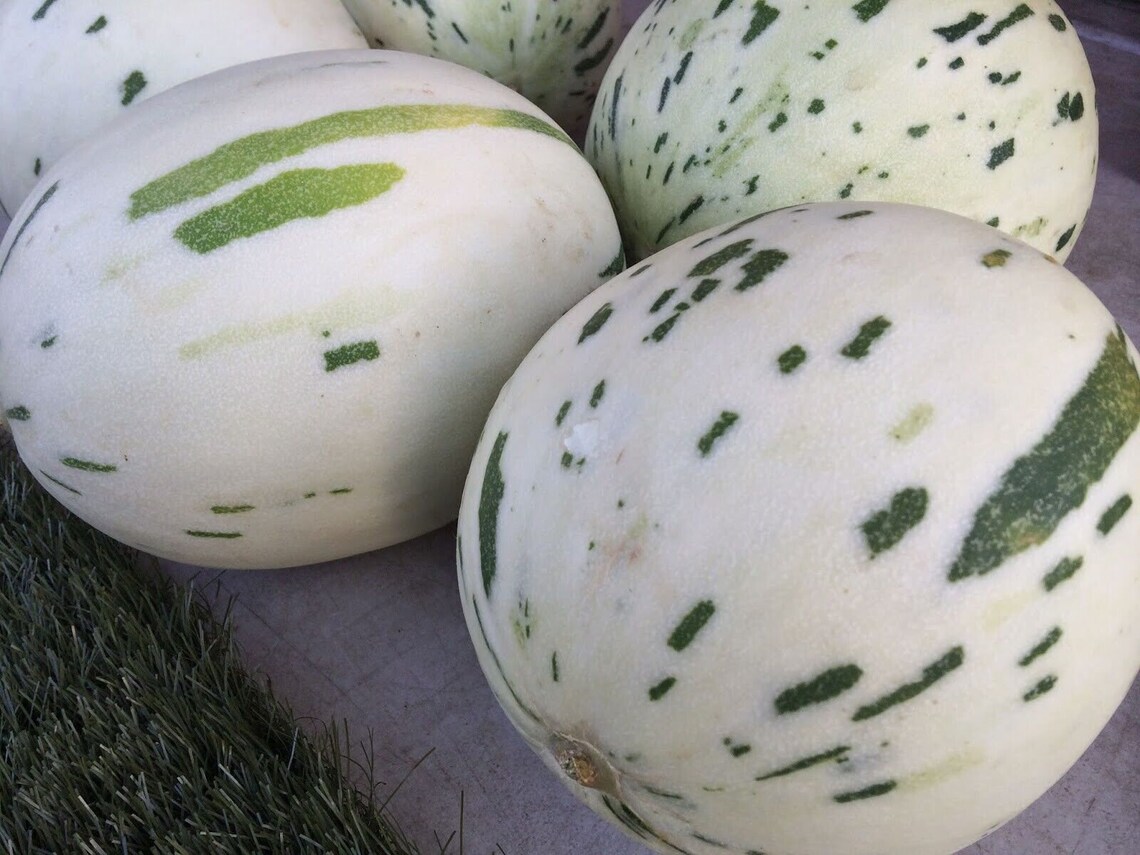 20pcs Gaya Melons Seeds New Hybrid Melon Developed in Japan Fresh Seeds ...