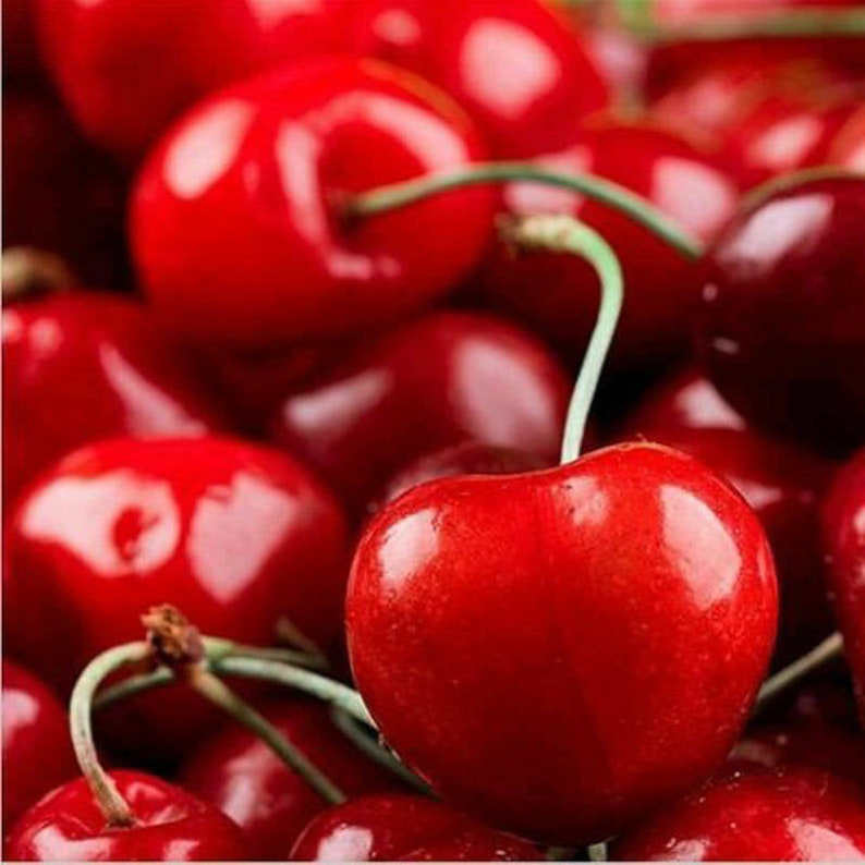 20pcs Cherry Seeds Organic Seeds Fruit Seeds Bonsai Tree High Seed in ...