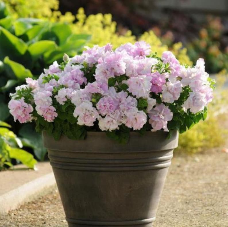 Petunia Multiflo STAR MIX 50 Fresh Seeds Free Usa Shipping - Etsy