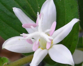 15 Japanese Toad Lilly Tricyrtis / Deer Resistant Shade-loving ...