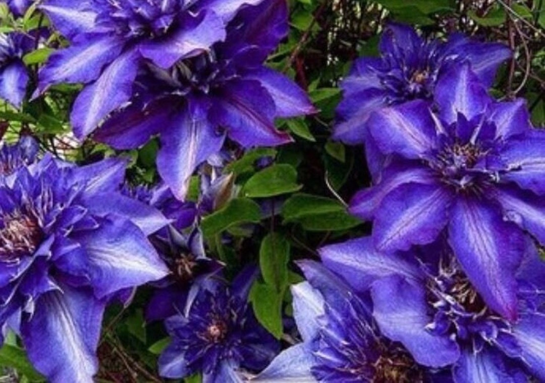 50pcs Dark Blue Beautiful Clematis Flower Seeds - Etsy