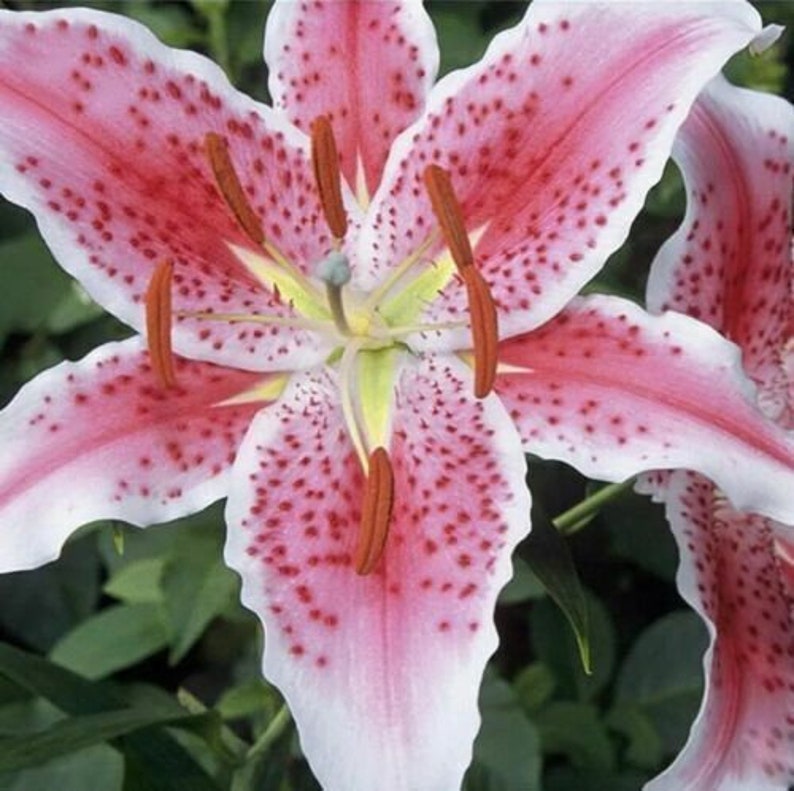 50pcs Pink Rare Lily Flower Seeds Planting Flower Lilium - Etsy