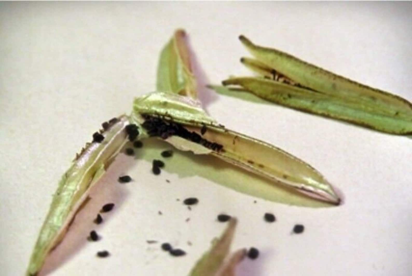 50 Tricyrtis Japanese Toad Lily Flower Seeds / Perennial - Etsy