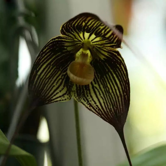 Bouquet Di Fiori Di Orchidea Nera