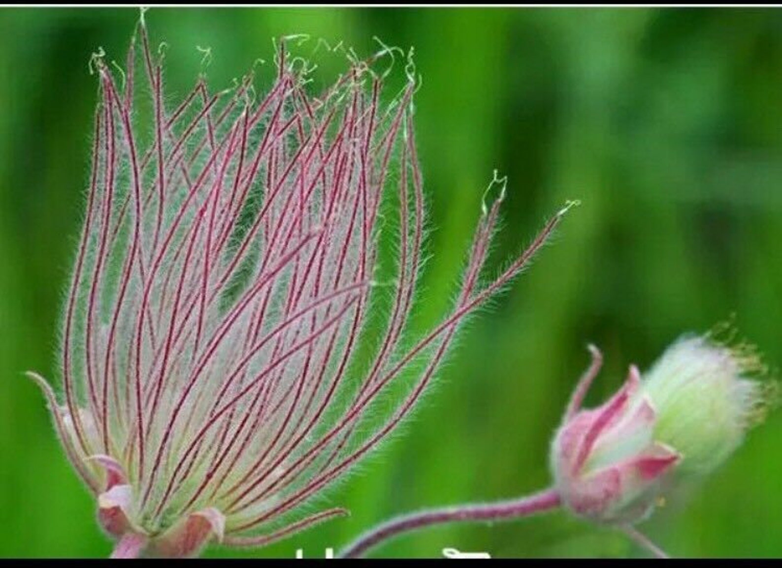 40 Seeds Prairie Smoke Seeds Bonsai Potted Rare Flower Seeds - Etsy