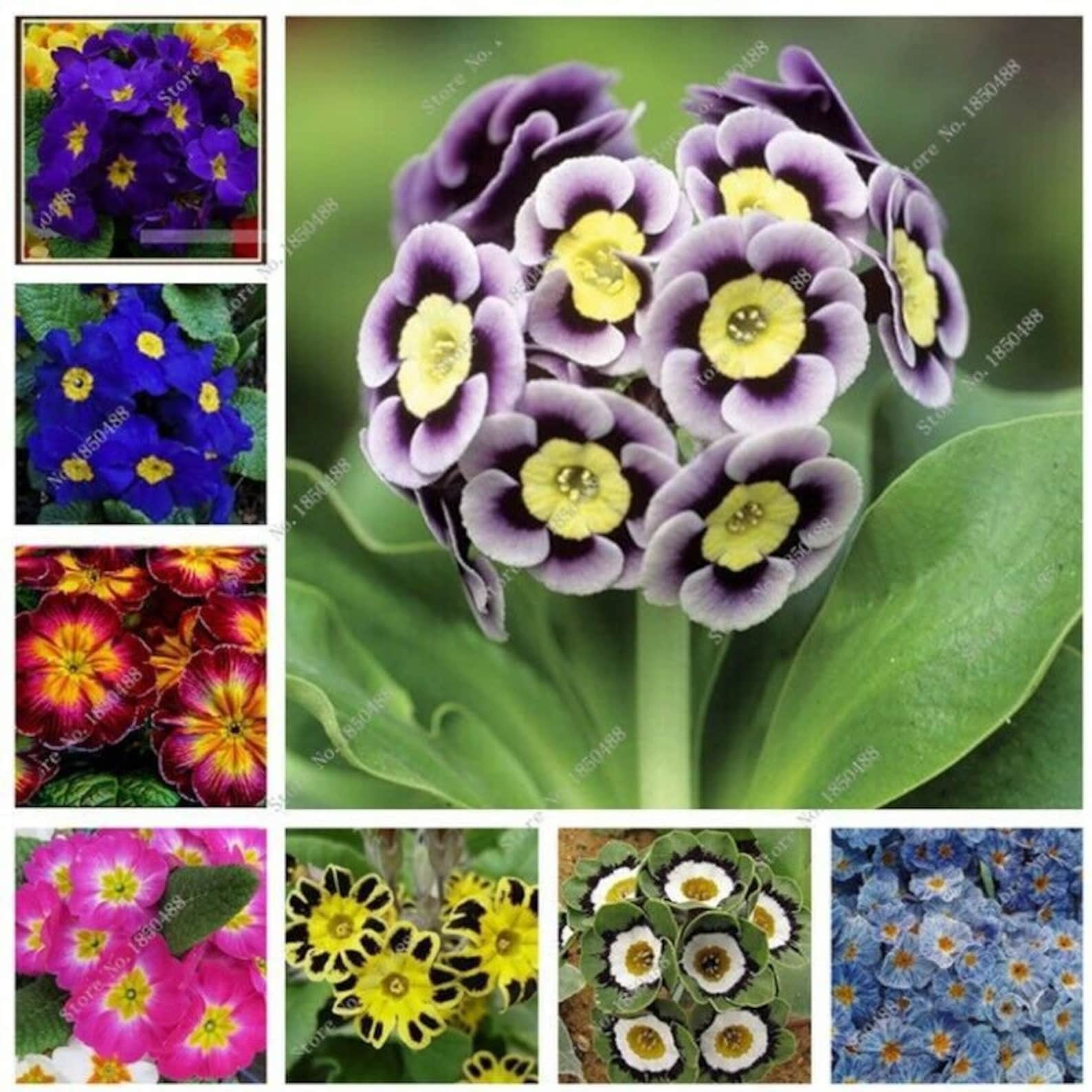 USA-50 Pcs/bag Multicolor Primula Seeds, Colorful Flowers Seeds - Etsy