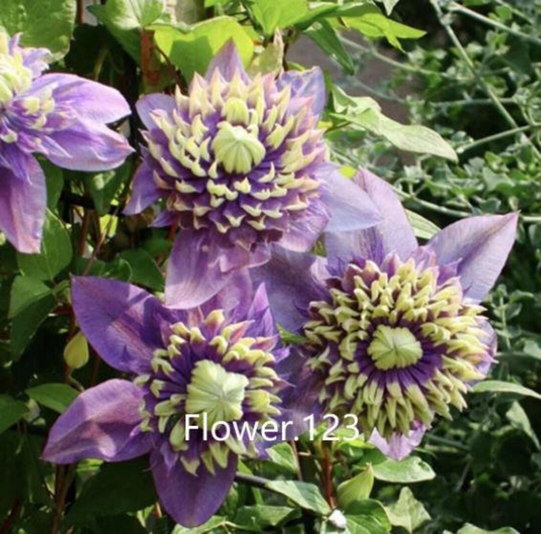 50pcs Blue Clematis Seeds Bloom Climbing Perennial Flowers Seed Flower ...
