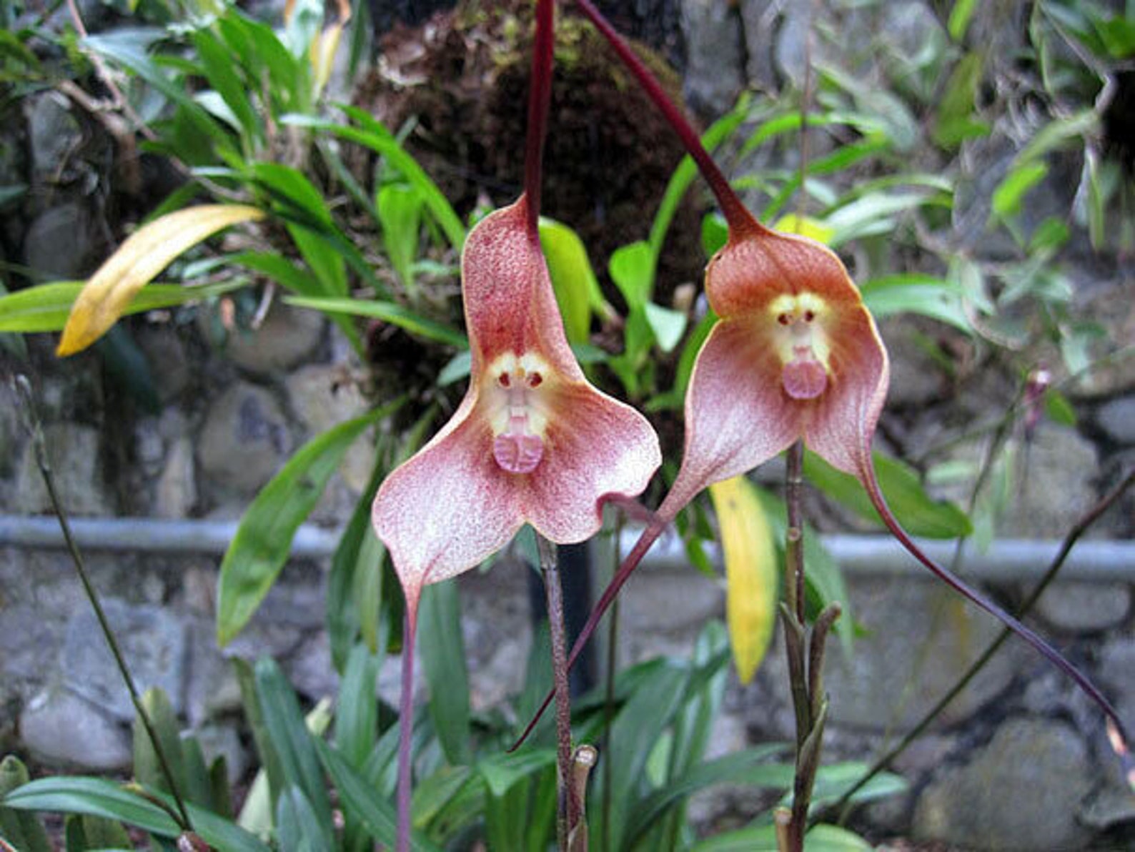 50pcs Monkey Face Orchid Flower Seeds Plant Bonsai Home Garden (#8566 ...