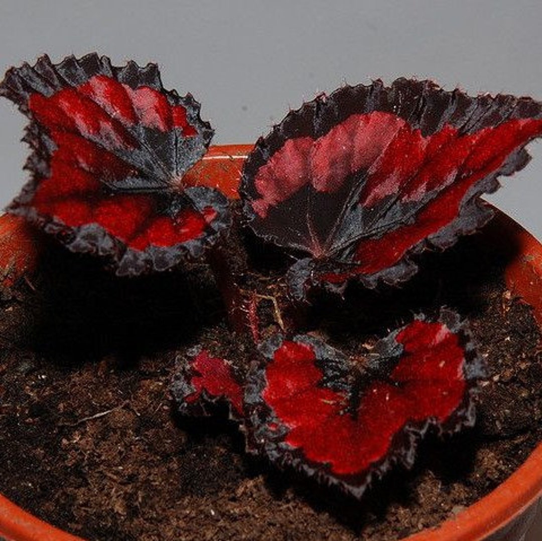 50pcs RED Begonia Flower Seeds (5714) - Etsy