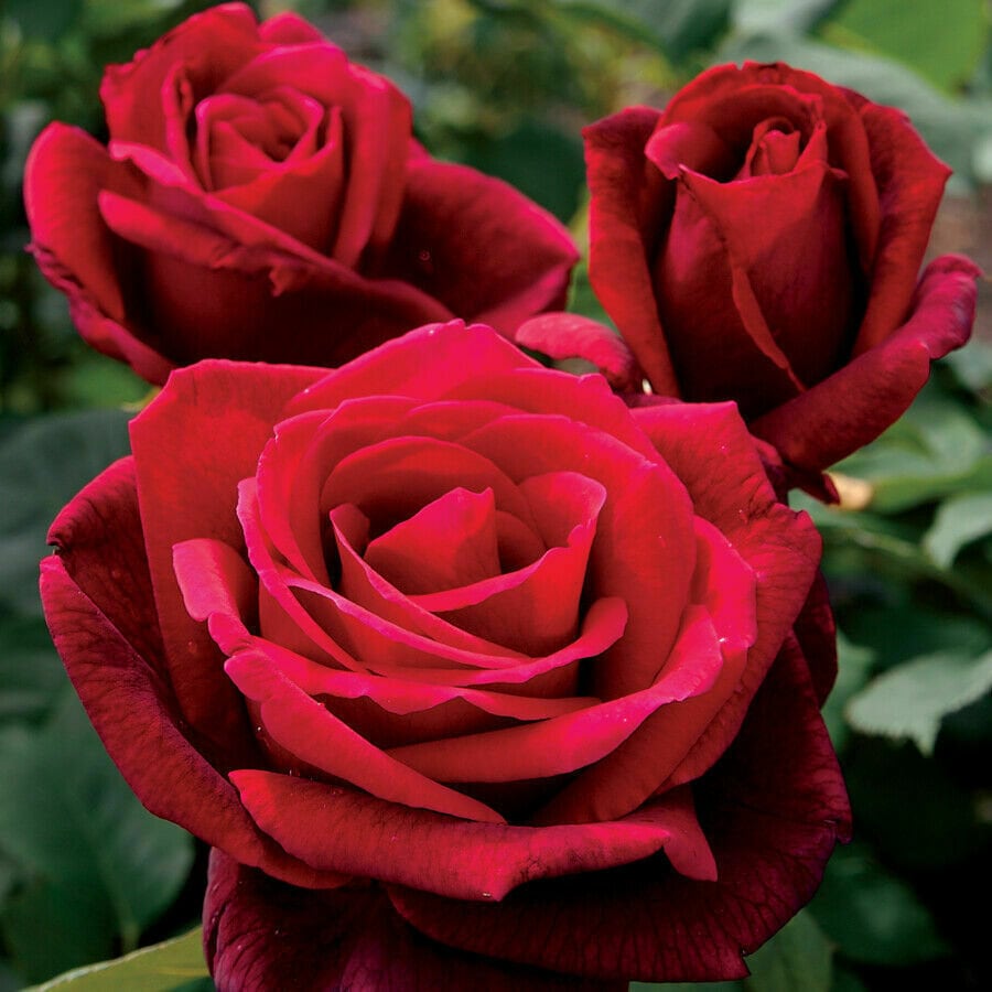 50 Double Red Rose Seeds Flower Bush Perennial Shrub Flowers - Etsy