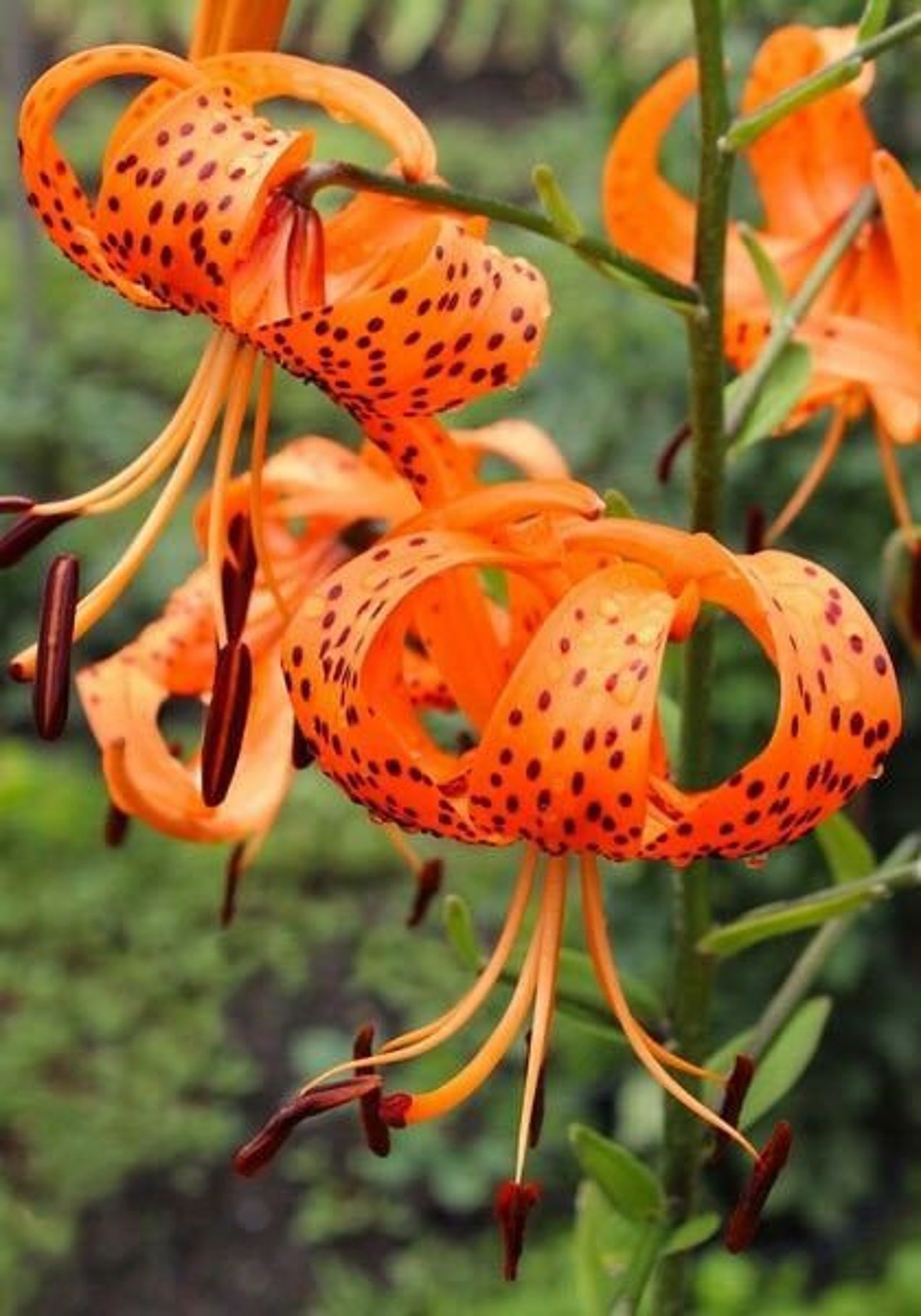 50+ Lilium Turks Cap Lily Flower Seeds / Perennial.#4936 - Etsy