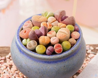 RARE Lithops Mix Succulent Cactus EXOTIC Living Stones Desert Rock Seed ...