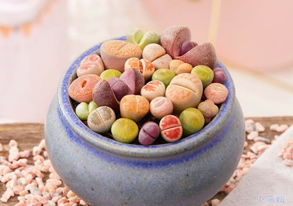 RARE Lithops Mix Succulent Cactus EXOTIC Living Stones Desert - Etsy