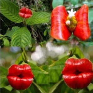 50pcs Sexy Red Lip Flower Seeds Garden Park Plant Psychotria Elata ...