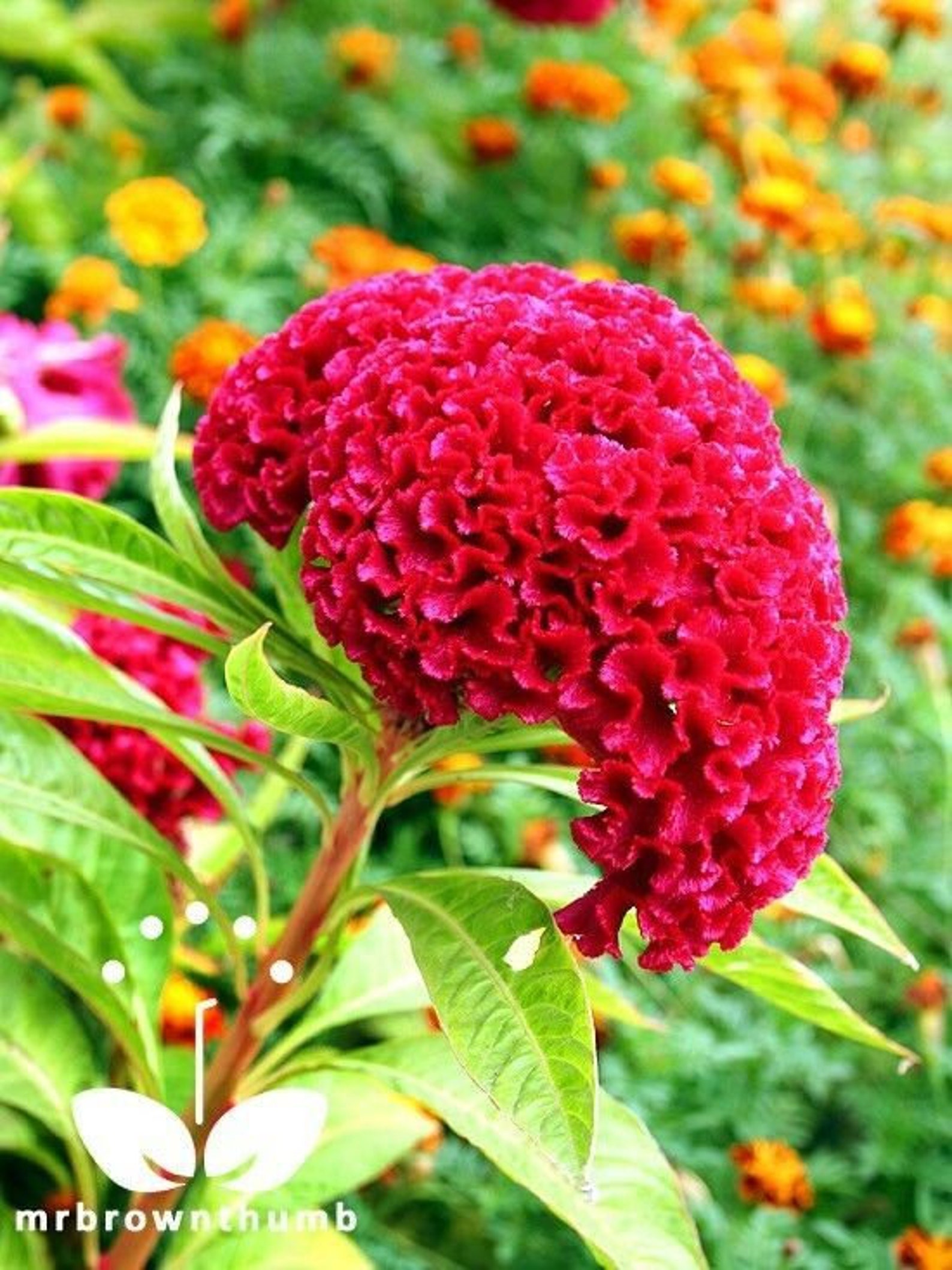 Bulk Seed 50 Giant Cockscomb Seeds Celosia Cristata for Garden - Etsy
