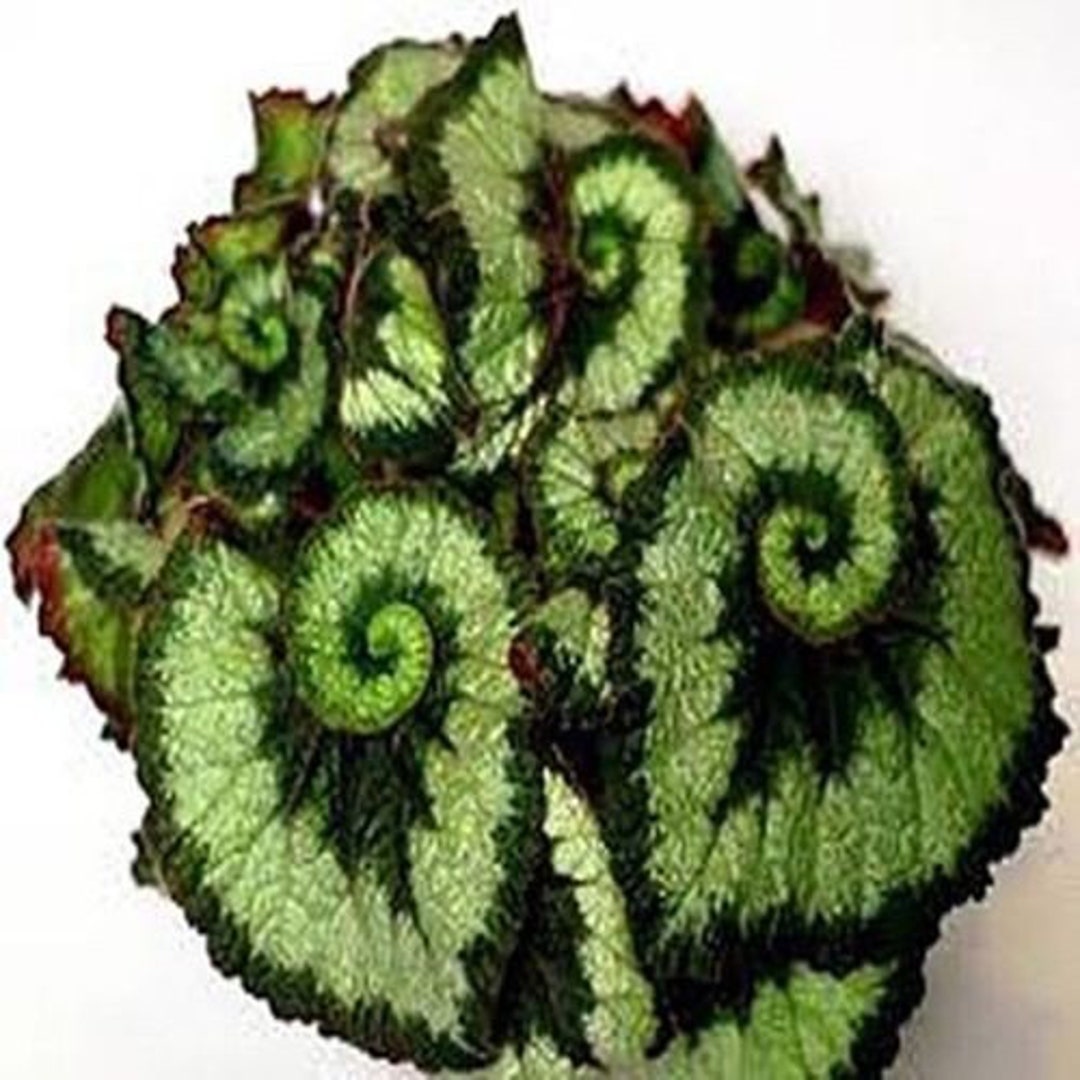 50pcs Green Begonia Flower Seeds (5712) - Etsy