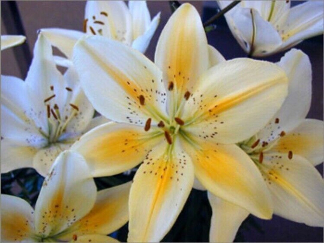 Lily Plant Potted Bonsai Lilium Flower Perfume Plant 50pcs Seeds.#6728 ...