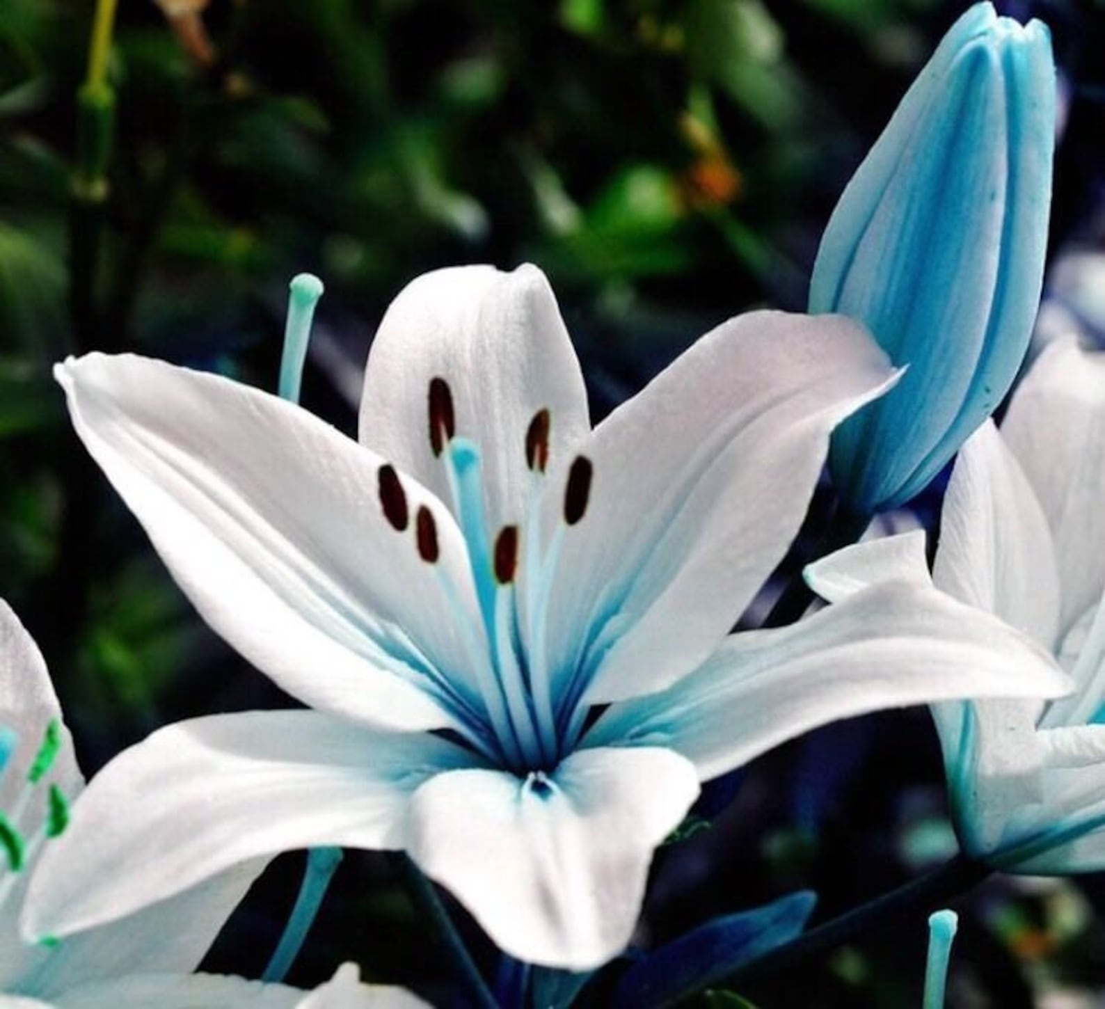 50+ Seeds Blue Lily / Blue Rare Lily Plant Seeds Potted - Etsy