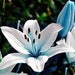 50+ Seeds Blue Lily / Blue Rare Lily Plant Seeds Potted - Etsy