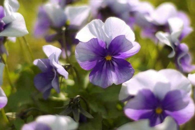 50pcs Mix Colors Violet Seeds Garden Violet Flowers Perennial Mix