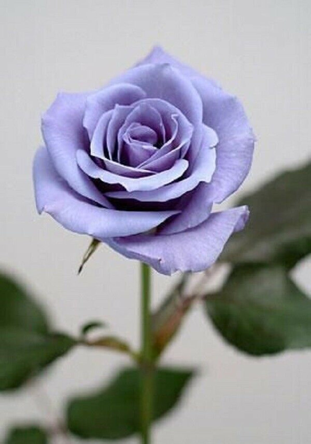50 Blue Rose Seeds Flower Bush Perennial Blooms Shrub Flowering Seed ...