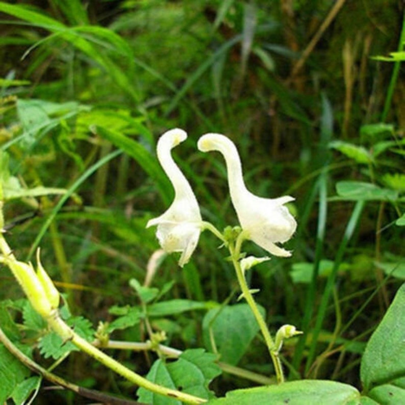 50pcs Rare Swan Flowers Seeds Special Flower White Flower - Etsy