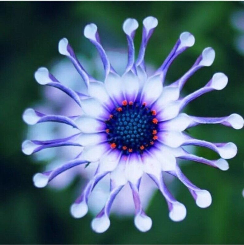 Usa-seller 20pcs Rare Blue Daisy Plants Flower Seeds Garden - Etsy