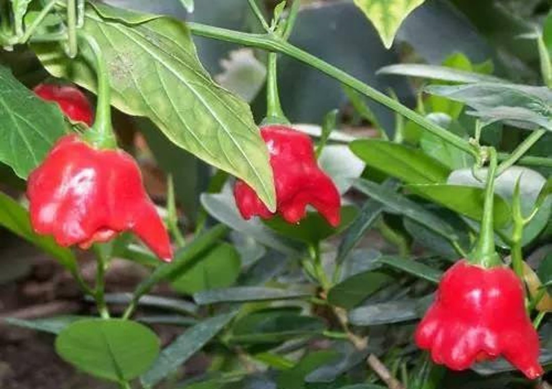 USA SELLER 20 SEEDS Bishop's Cap Peppers Crown Sweet & Spicy - Etsy
