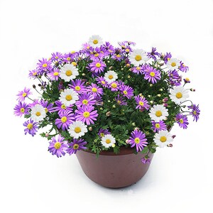 Mix Color BRACHYCOME SPLENDOR Brachycome Iberidifolia - 100pcs Bulk ...