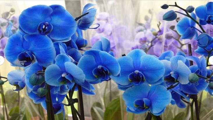 50 Pcs Blue ORCHID FLOWER Seeds....1521 - Etsy