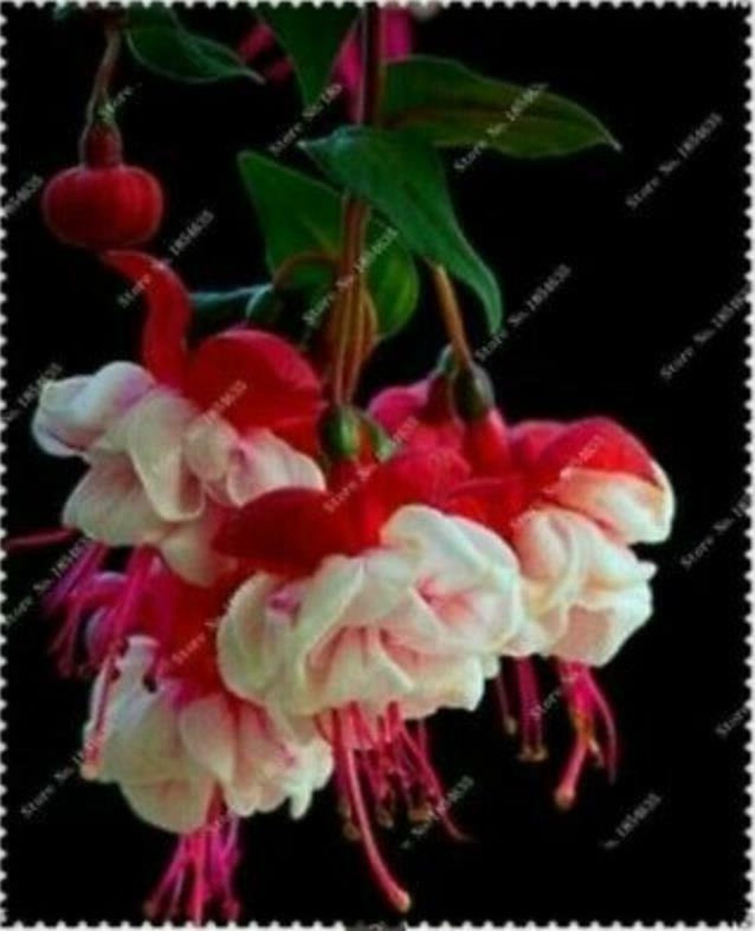 50pcs/bag Fuchsia Seeds Potted Flowers Seeds,bonsai Seeds. (#6929) - Etsy
