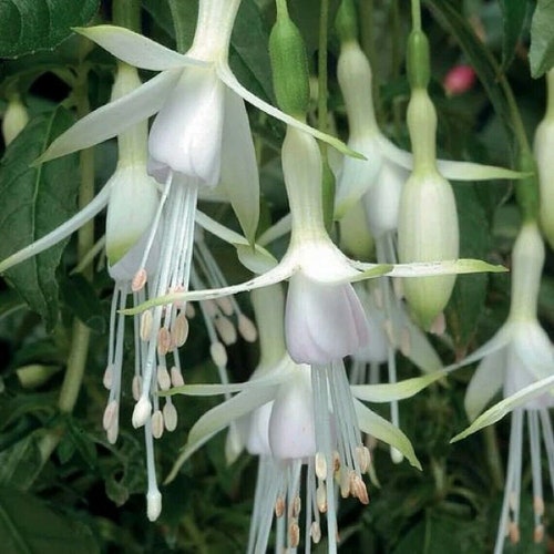 50pcs/bag Fuchsia Seeds Potted Flowers Seedsbonsai Seeds. - Etsy