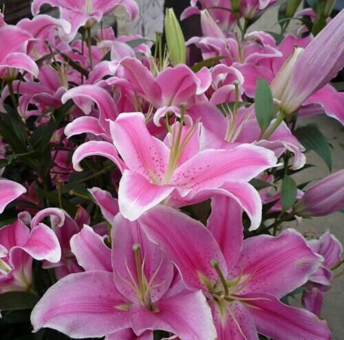 50pcs Pink Rare Lily Flower Seeds Planting Flower Lilium - Etsy